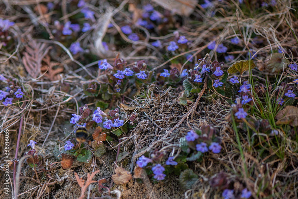 Stockfoto Glechoma hederacea. Nepeta glechoma Benth., Nepeta hederacea ...