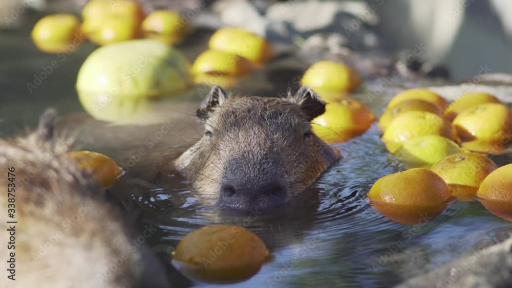 A Capybara Enjoying Bathing In The Hot Spring Water With Citrus Fruits ...