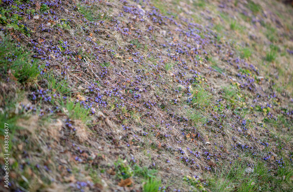 Glechoma hederacea. Nepeta glechoma Benth., Nepeta hederacea is an ...