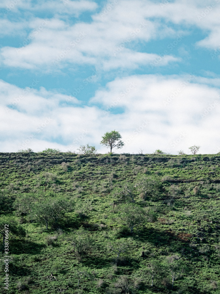 Greenery at the Gal√°pagos Islands Stock Photo | Adobe Stock