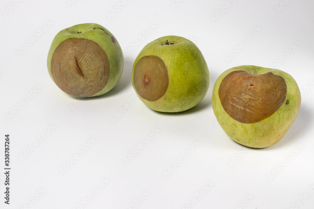Rotten tasteless green apples Golden. Dark soft spot (fruit rot) on the ...