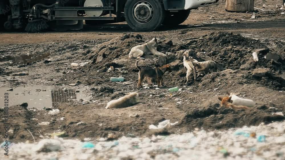 Landfill inhabitants. Life of stray dogs in a city dump in slow motion ...