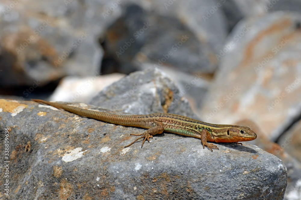 Peloponnese wall lizard (Podarcis peloponnesiacus), male, Peloponnese ...