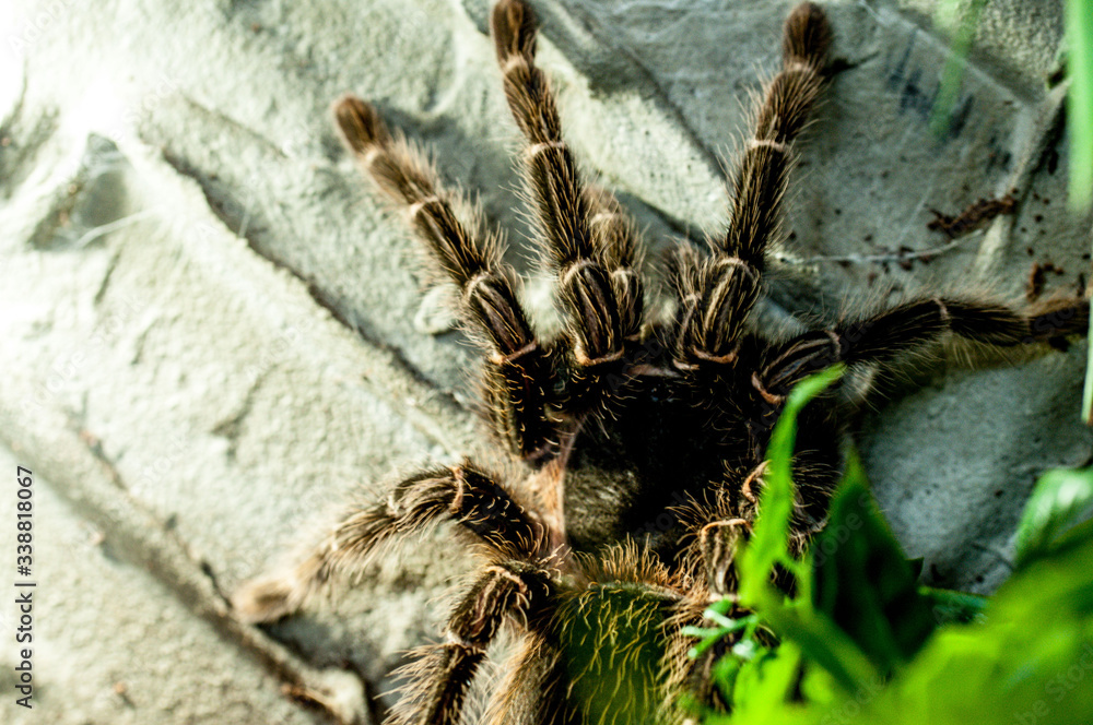 Vogelspinne ganz nah Stock Photo | Adobe Stock