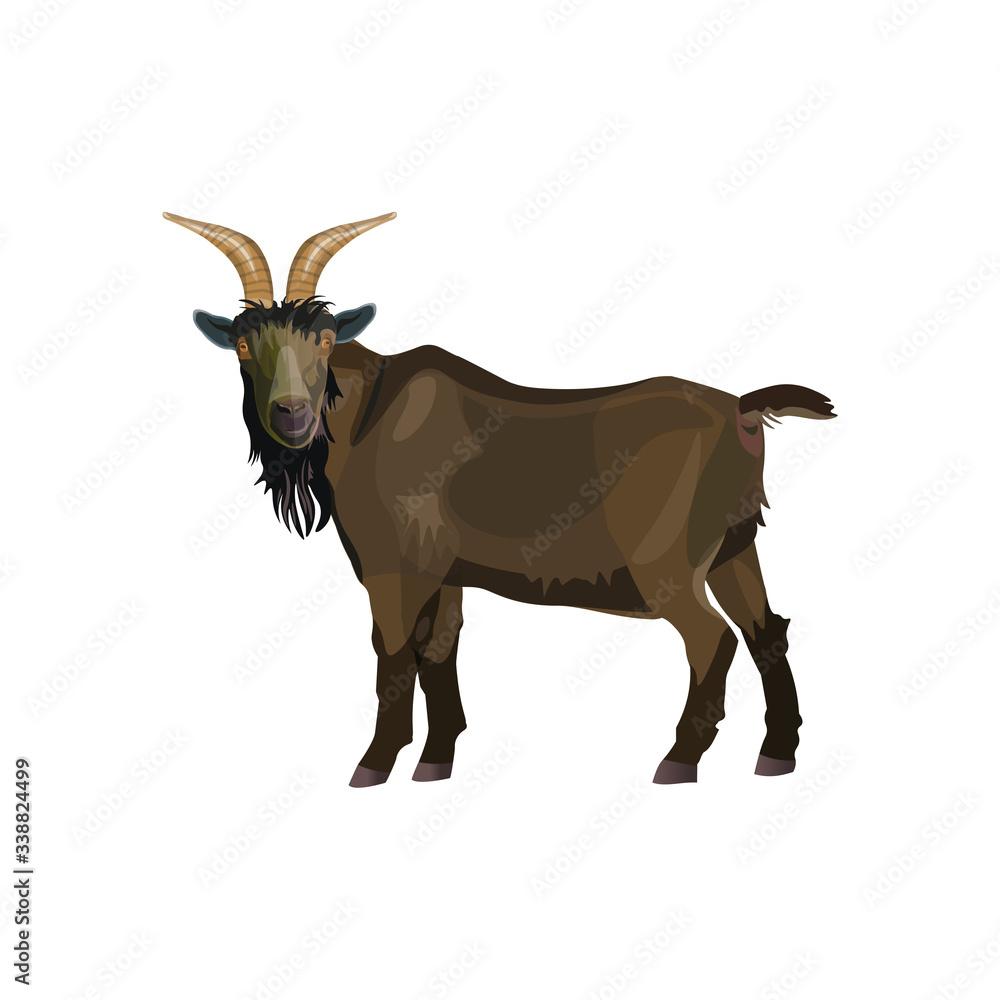 Goat male standing side view. Vector illustration Stock Vector | Adobe ...