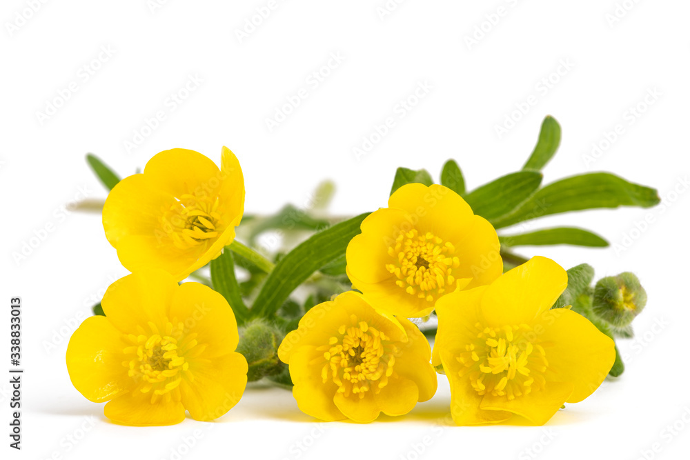 Woolly buttercup flowers Stock Photo | Adobe Stock