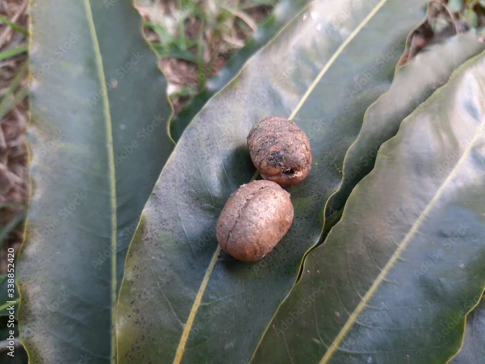 Polyalthia longifolia (the Ashoka native to India) seeds. A lofty ...