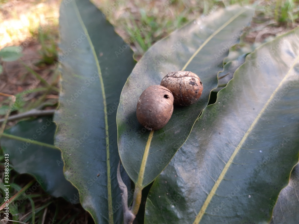 Polyalthia longifolia (the Ashoka native to India) seeds. A lofty ...