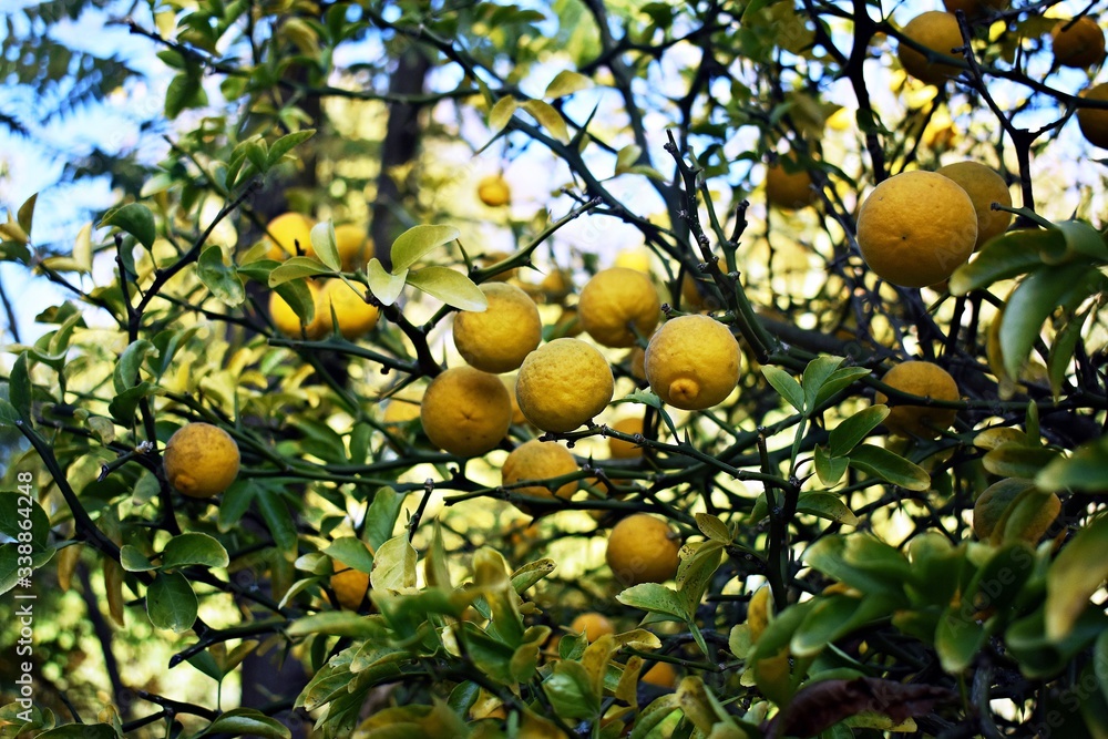 Yellow fruits of Trifoliate orange, Poncirus trifoliata or Citrus ...