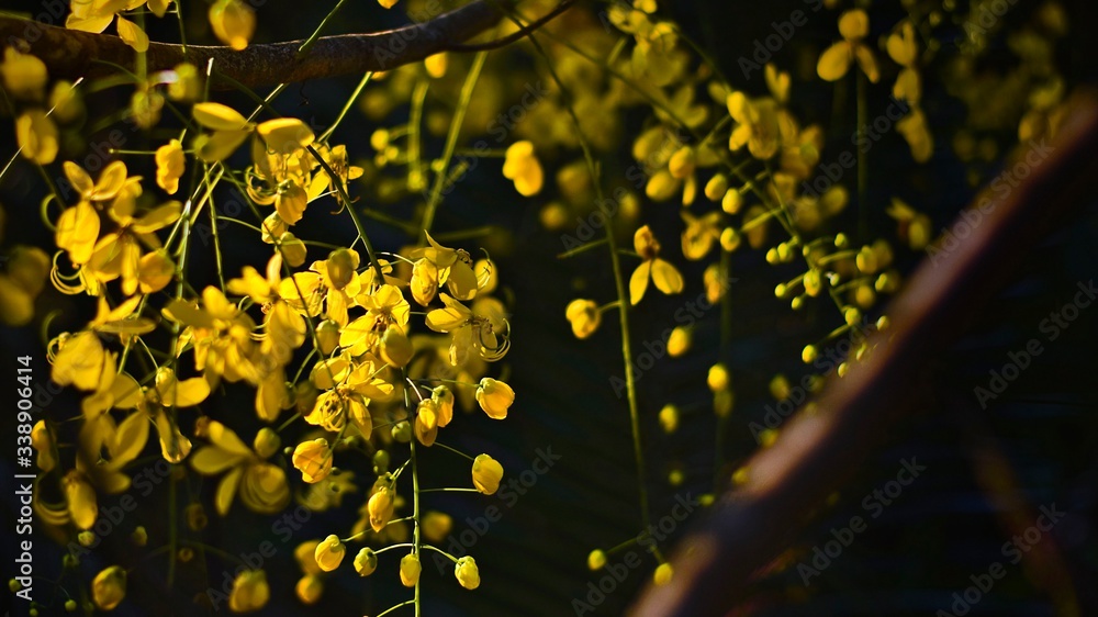 Beautiful Kanikonna flowers from Kerala Stock Photo | Adobe Stock