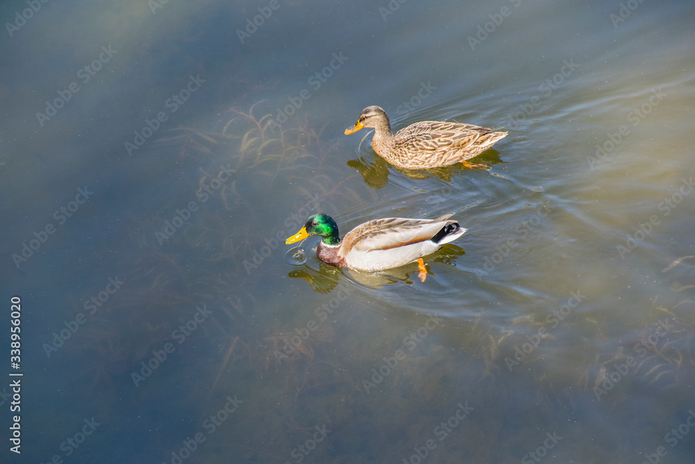 Duck and drake floating on the pond. Photo from above. Close-up. Two ...