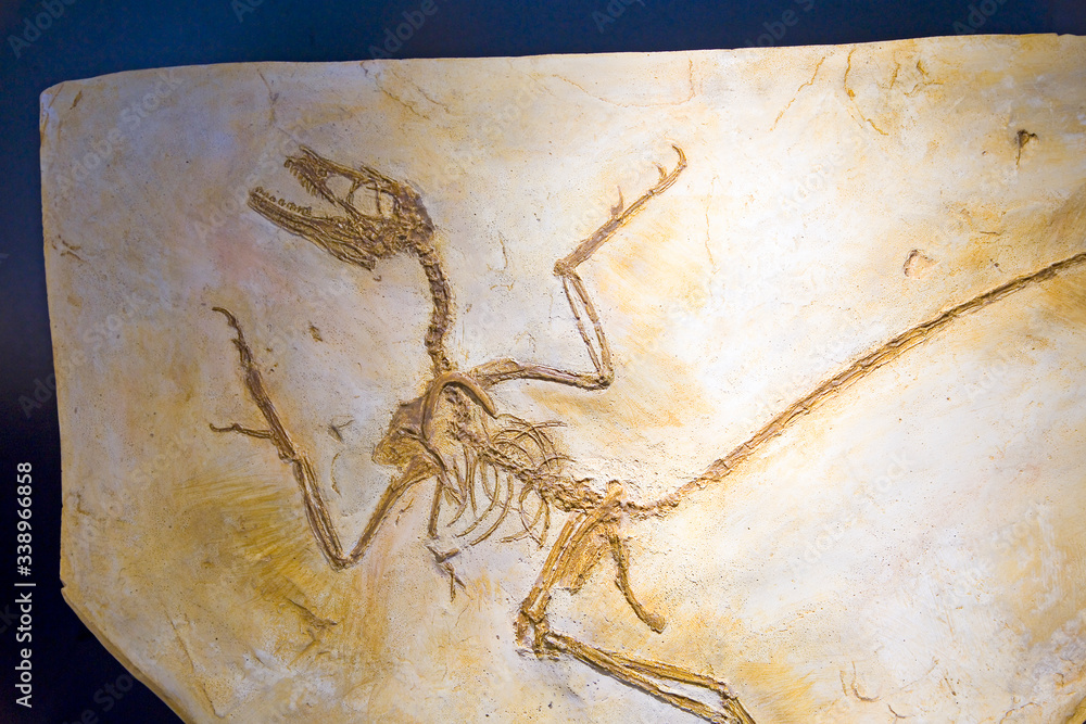Microraptor gui fossil, Early Cretaceous. Stock Photo | Adobe Stock