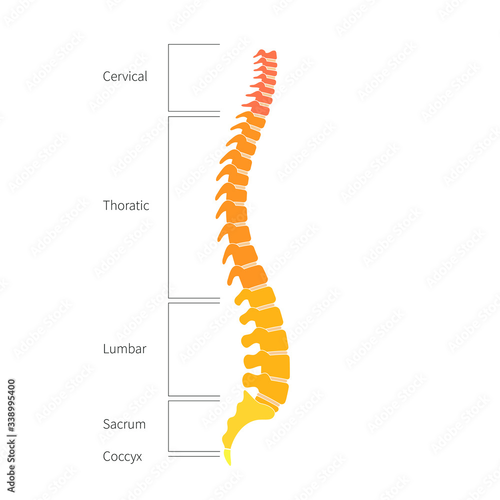 Human spine structure anatomy Stock Vector | Adobe Stock