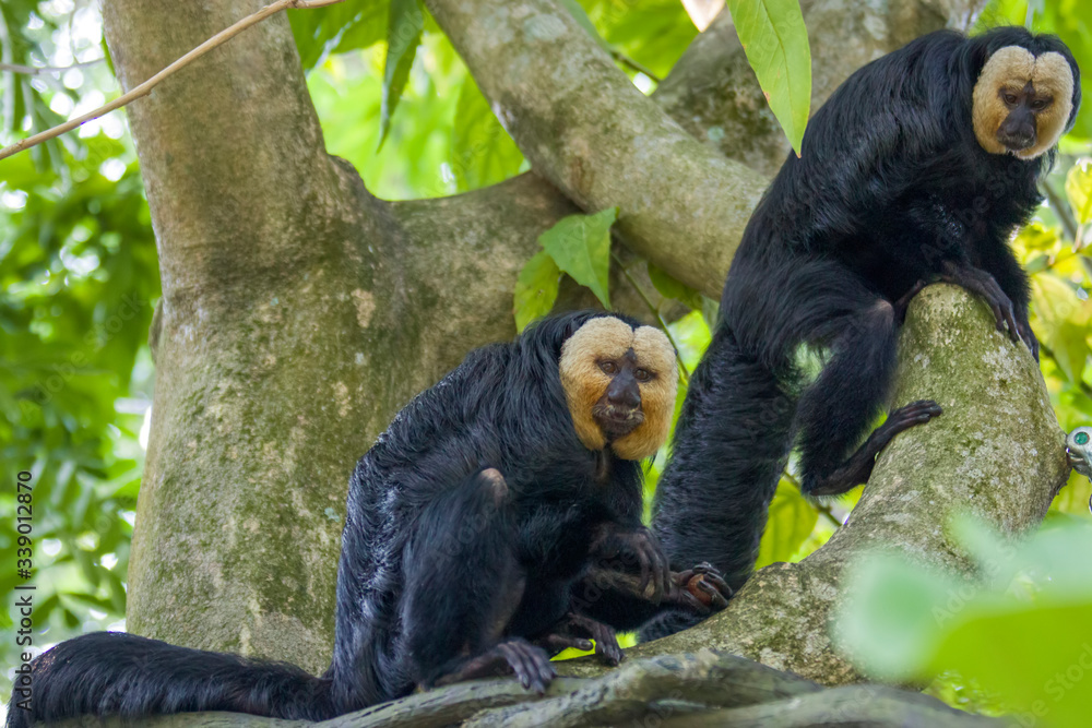 two male white-faced saki monkeys on the trees. A species of the New ...