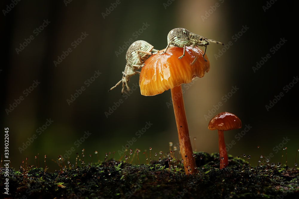 Fungus and Insect Stock Photo | Adobe Stock