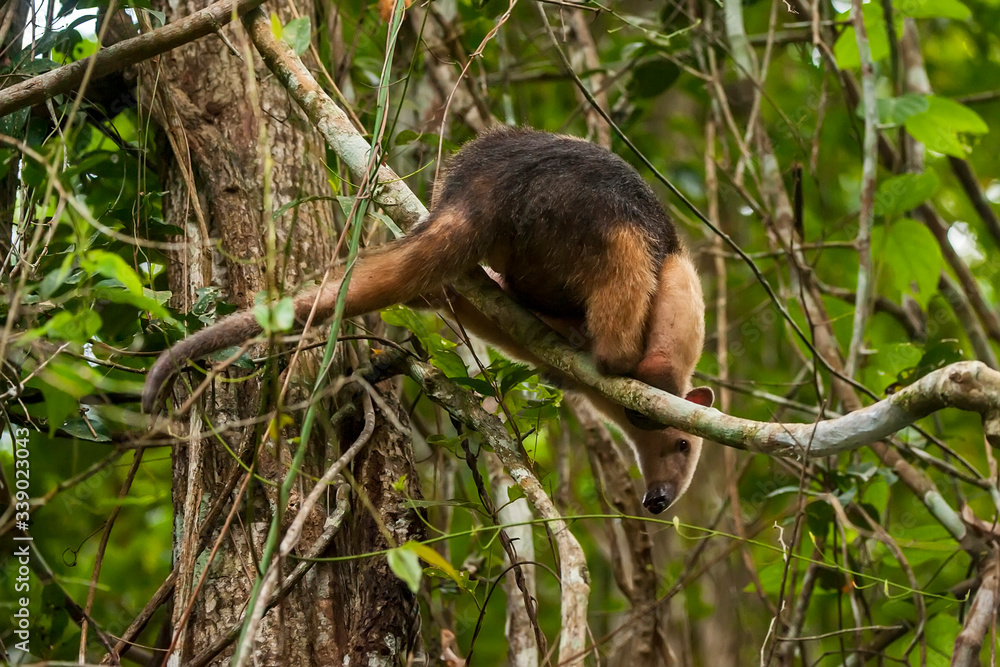 Southern tamandua photographed in Linhares, North of Espirito Santo ...
