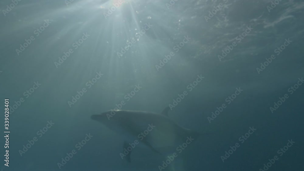 dolphin in captive in pool with her trainer underwater log footage ...