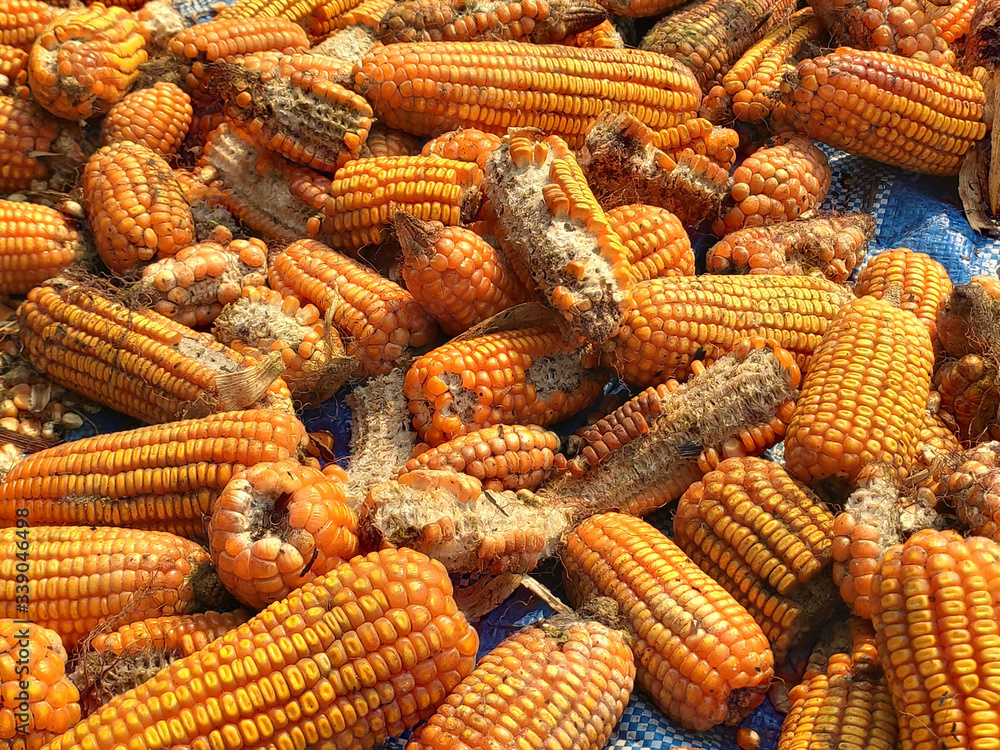 corn rot,The fungi A. flavus and A. parasiticus producer of mycotoxin ...
