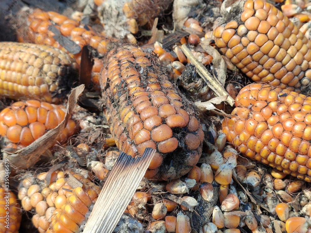 corn rot,The fungi A. flavus and A. parasiticus producer of mycotoxin ...