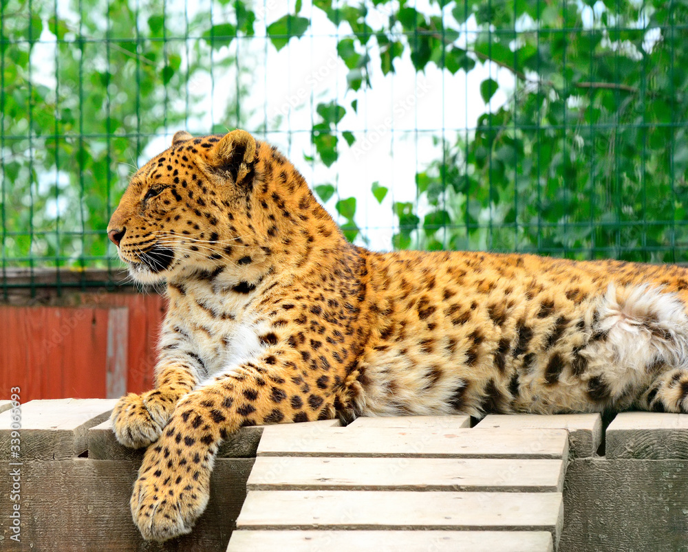 Endangered amur leopard resting in the nature habitat. Wild animals in ...