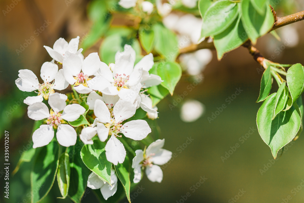 Blooming branches of Apple trees, spring, trees in bloom, arrival of ...