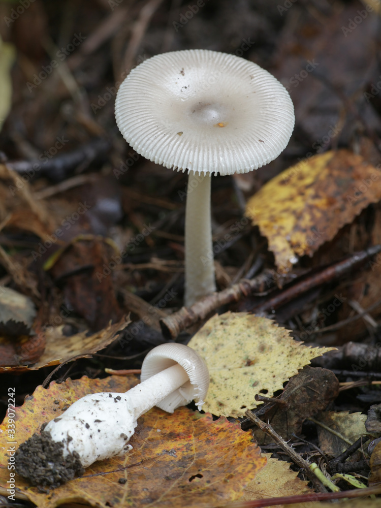 Amanita vaginata, known as the grisette, an edible wild mushroom from ...