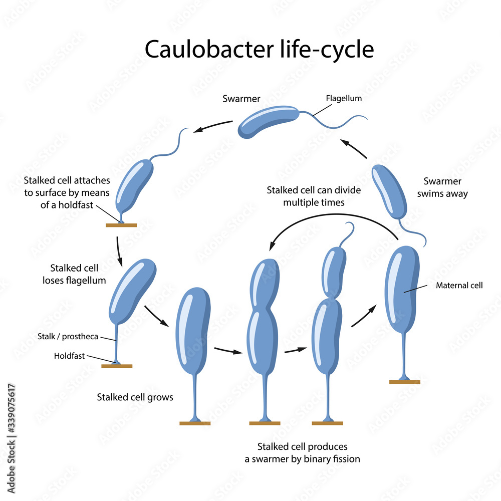 Vecteur Stock Caulobacter life-cycle. Life stages of bacteria with ...