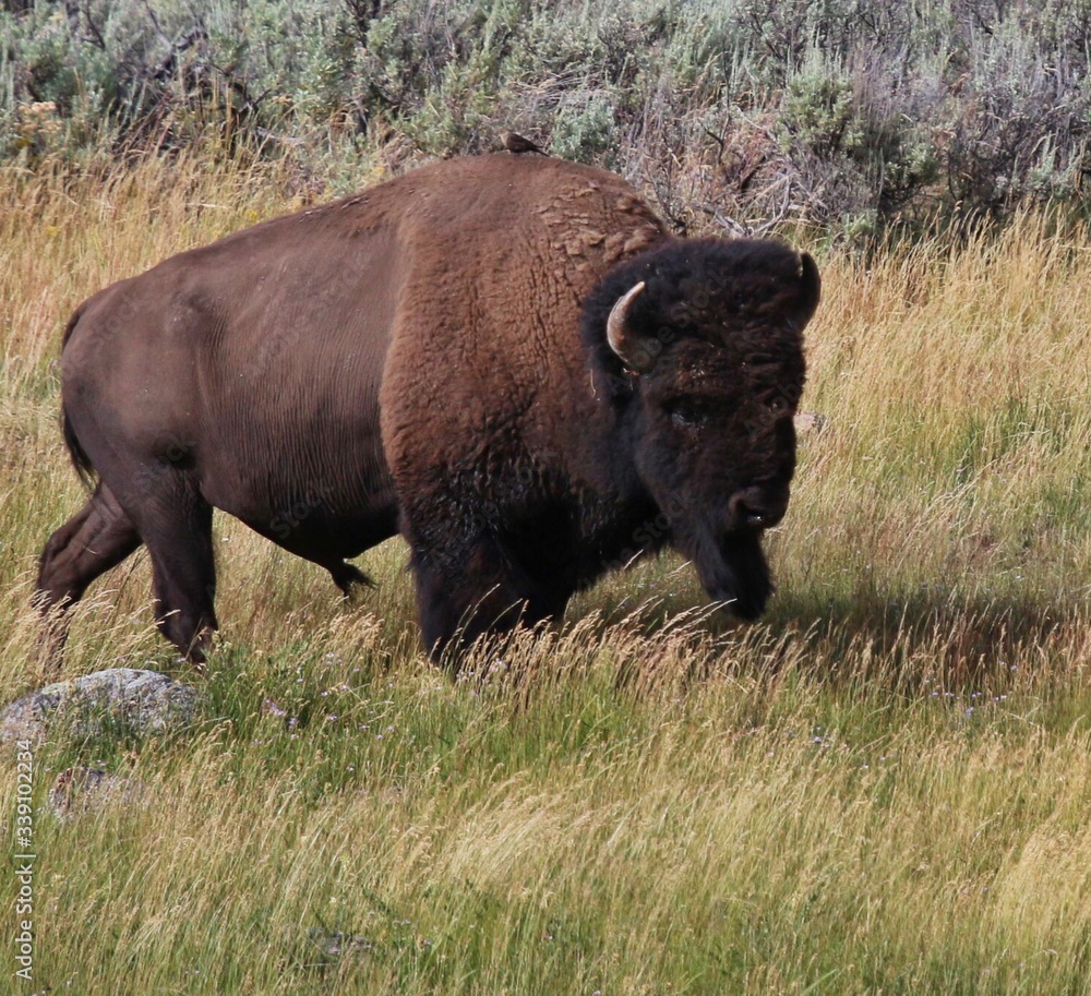 American Bison On Grassy Field Stock Photo | Adobe Stock