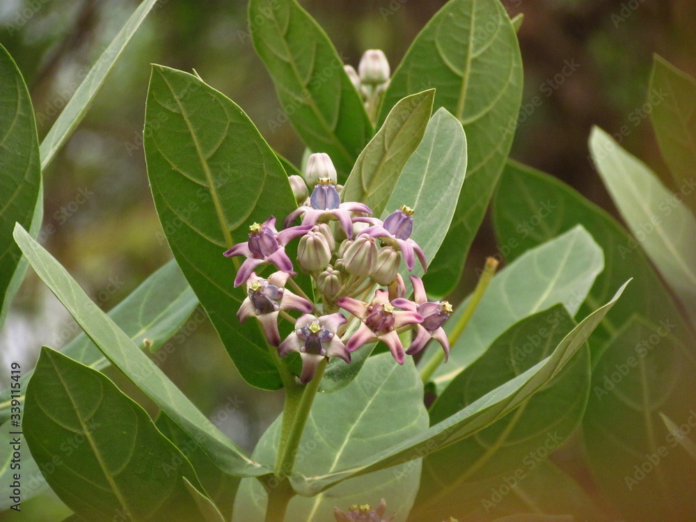 Calotropis gigantia also known as Aak crown flower is a Ayurvedic ...