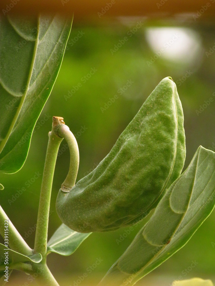 Foto de this is the seed of an Aak plant also known as Calotropis ...