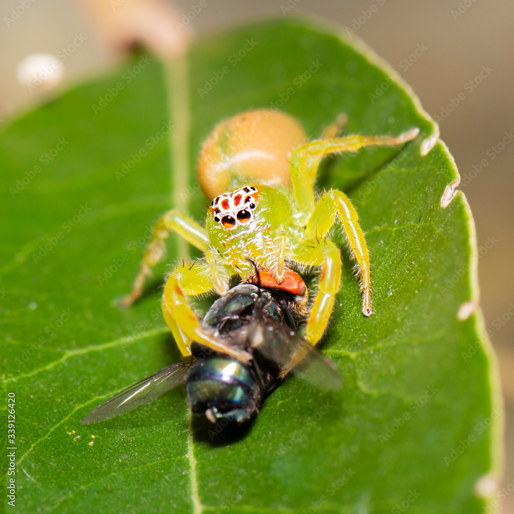 Green Jumping Spider also known as Mopsus mormon. Stock Photo | Adobe Stock
