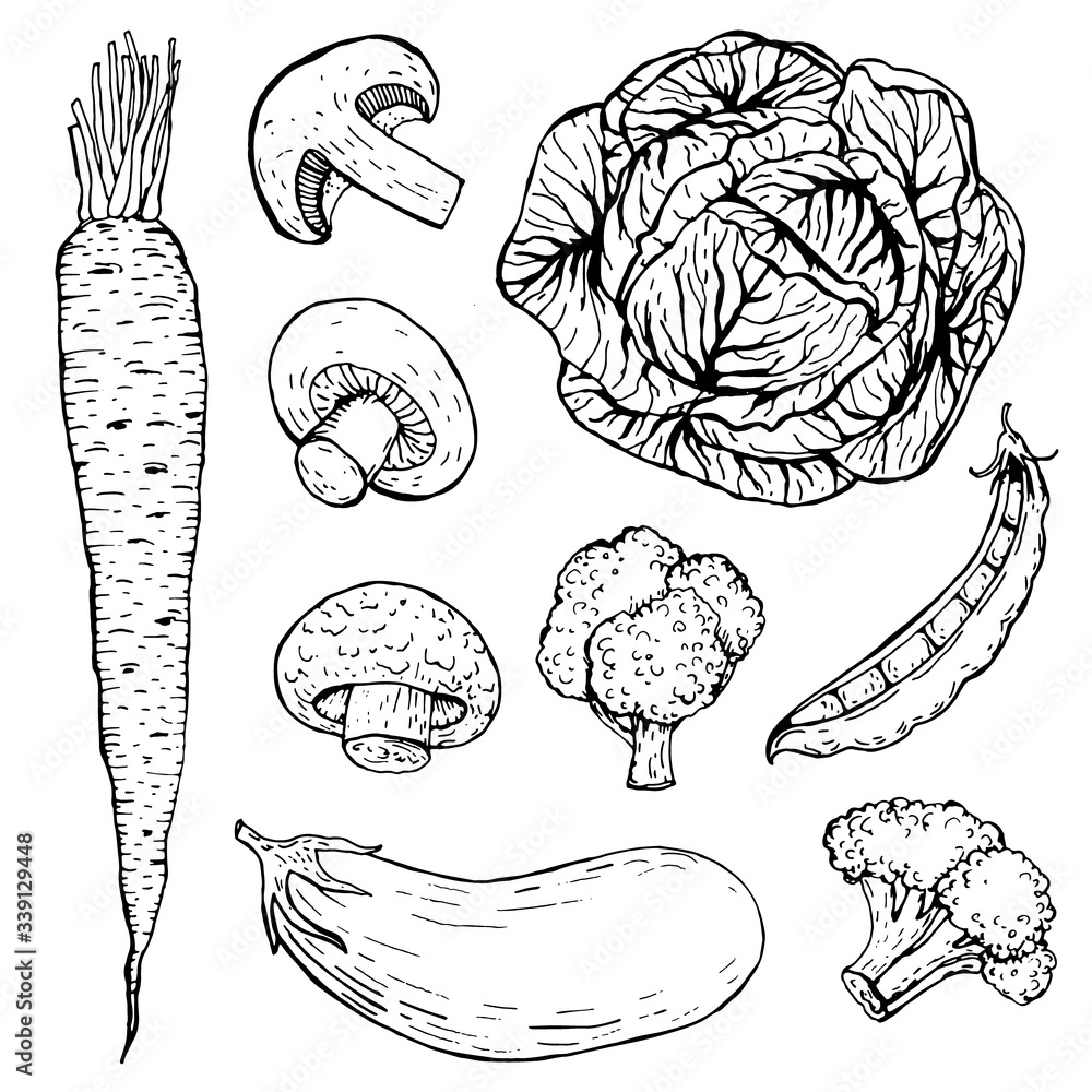 collection of hand drawn vegetables. Sketch cabbage, carrots, eggplant ...