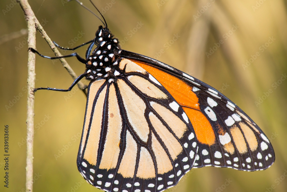 Poster Wonderer Butterfly also known as Danaus plexippus. – Wall Art ...