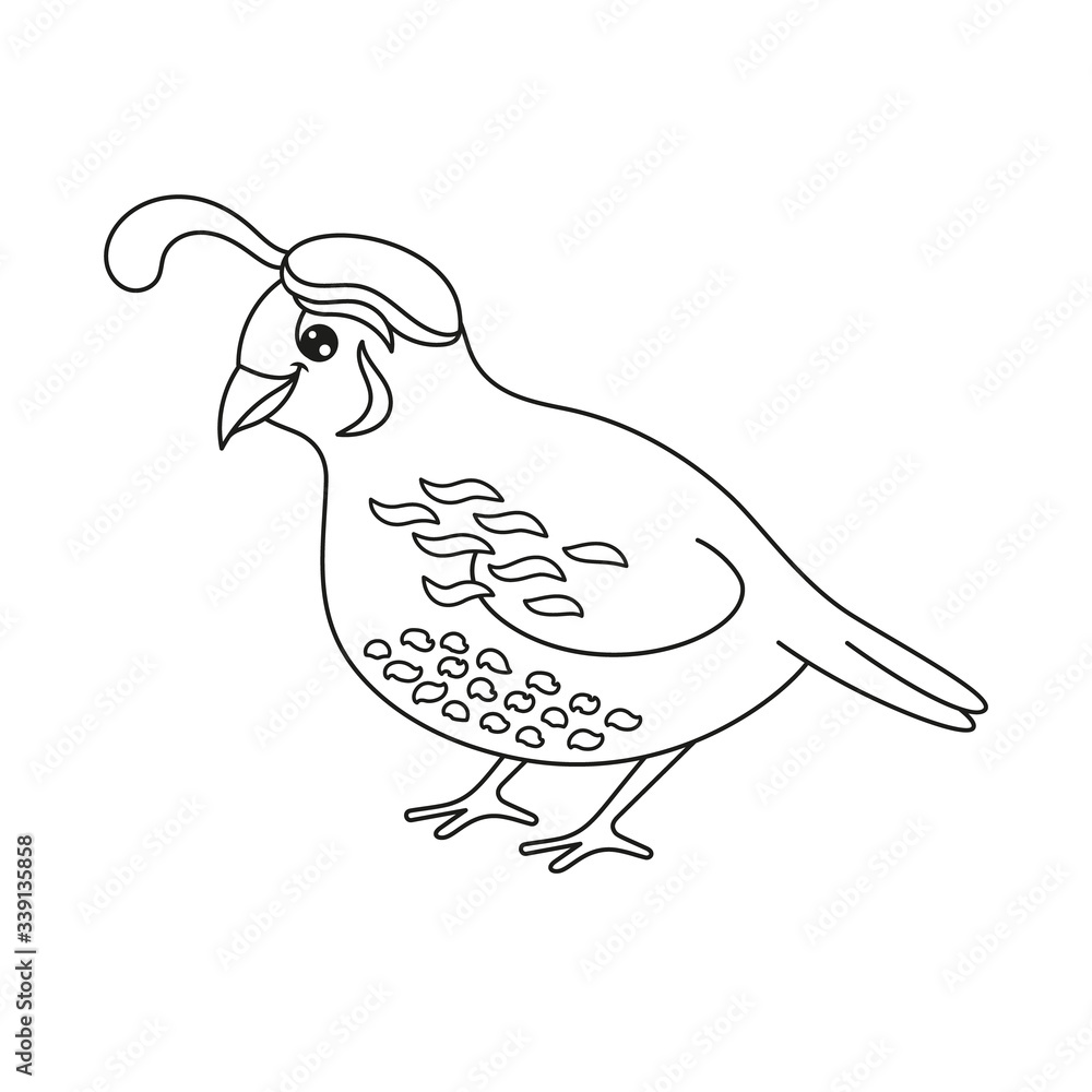 Cute quail outline drawing. Coloring Page. Stock Illustration | Adobe Stock