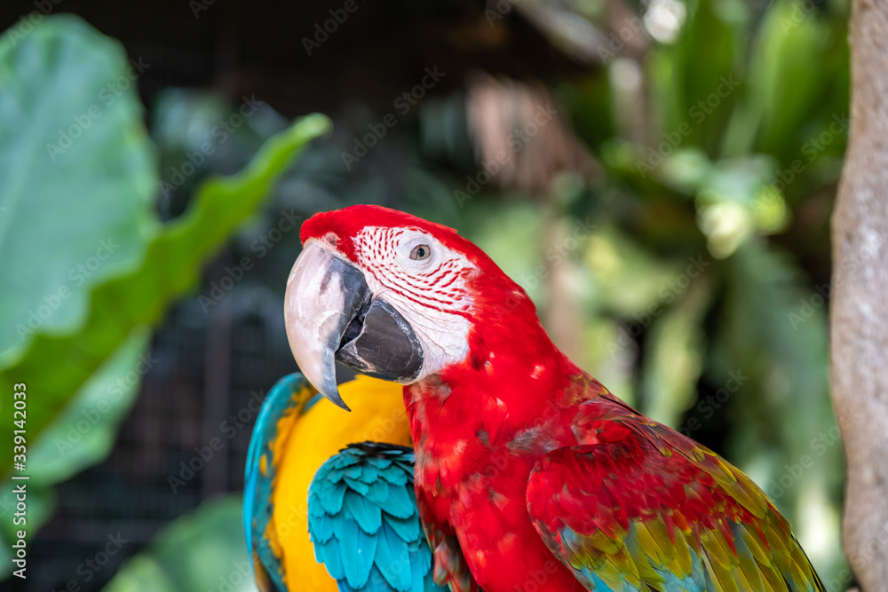 Blue and yellow scarlet macaw the name of this bird, known as true ...