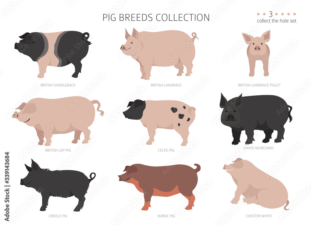 Pig breeds collection 3. Farm animals set. Flat design Stock Vector ...