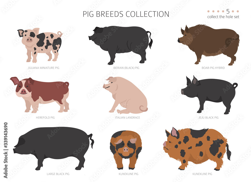 Pig breeds collection 5. Farm animals set. Flat design Stock Vector ...