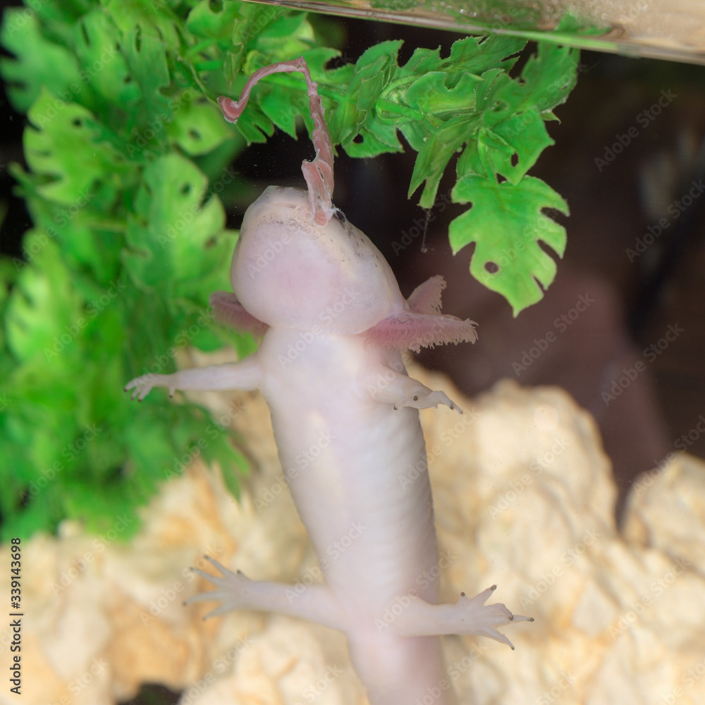 axolotl eats meat in an aquarium Stock Photo | Adobe Stock