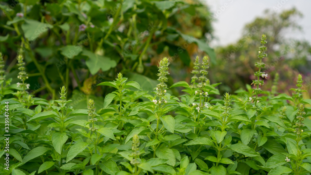 Basil Flower Buds