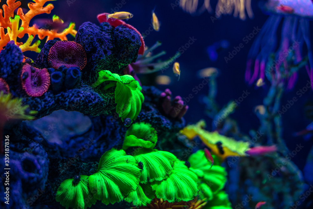 beautiful marine aquarium with fish and marine fauna Stock Photo ...