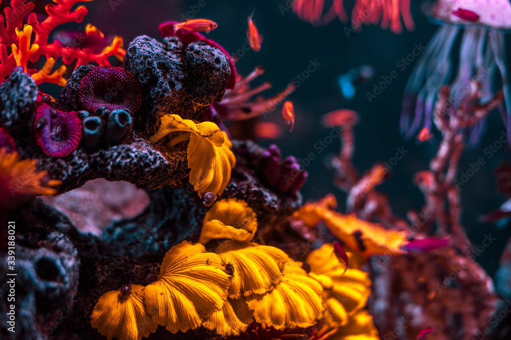 beautiful marine aquarium with fish and marine fauna Stock Photo ...