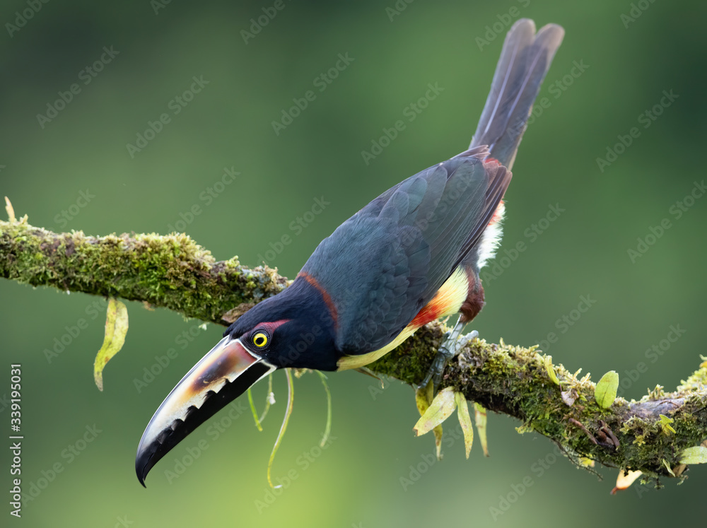 Collared Aracari Toucan (Pteroglossus torquatus) perched on a leafy ...