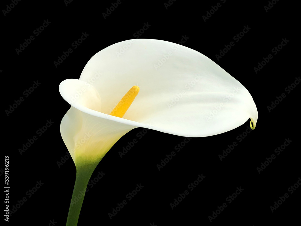 Calla lily, beautiful white calla lilies blooming in the garden, Arum ...