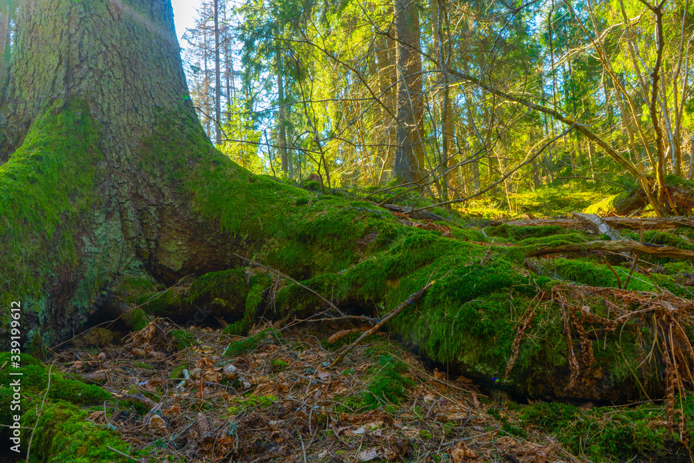 The roots of an old tree. Photo of Swedish forest. Background of ...