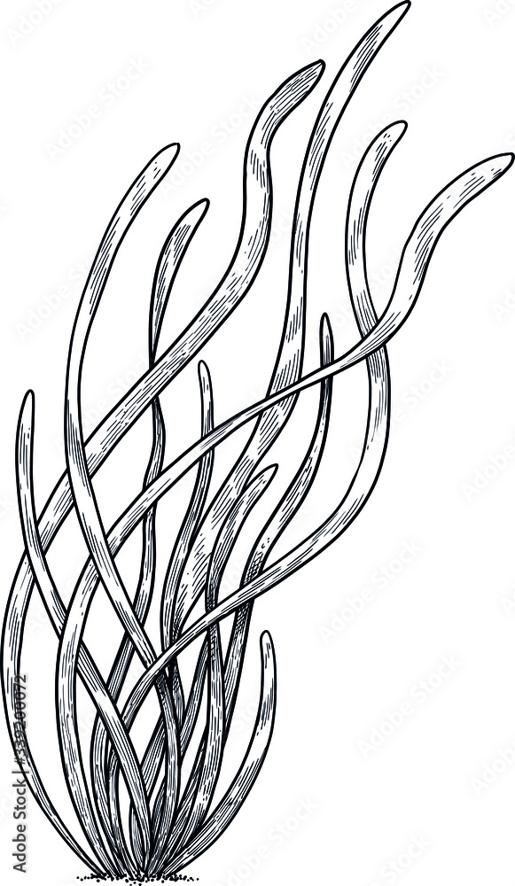 Eelgrass illustration, drawing, colorful doodle vector Stock Vector ...