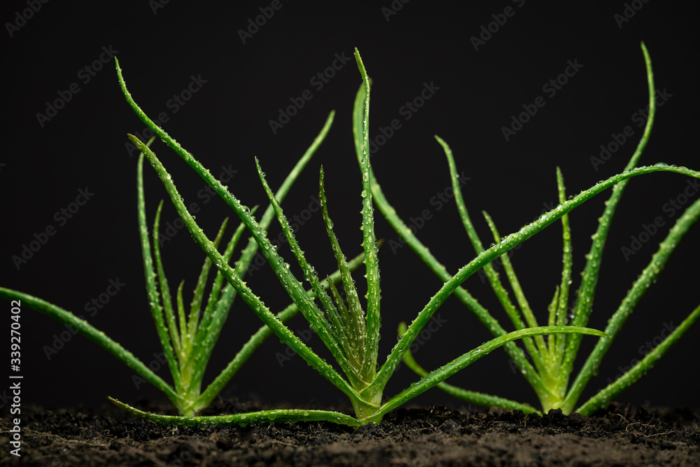 Wet Baby Aloe Vera (Aloe Barbadensis Miller) plants in dark soil. Dark ...