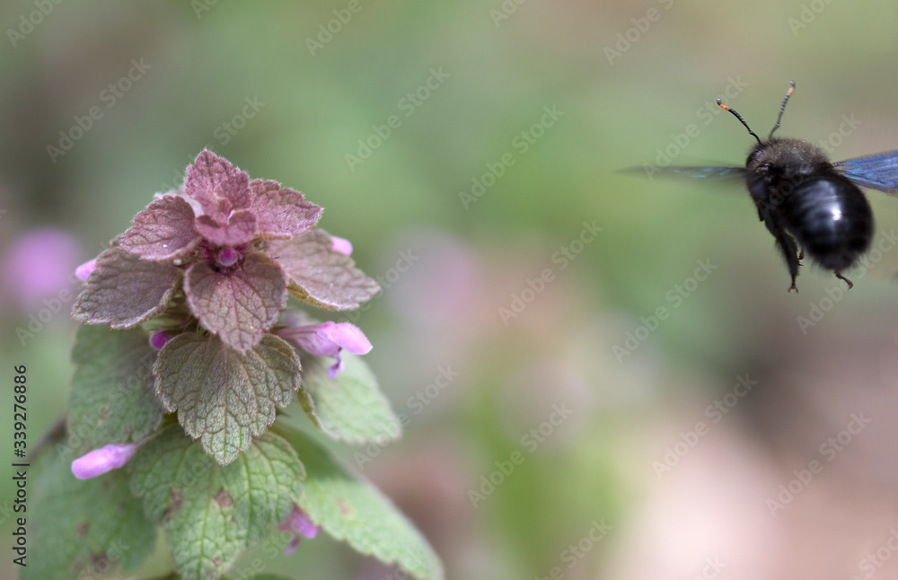 Xylocopa violacea common European species of carpenter bee and one of ...