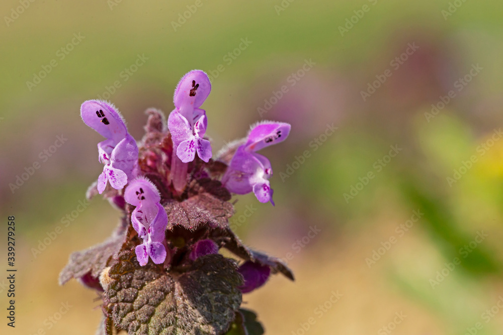 Lamium purpureum, known as red dead-nettle, purple dead-nettle, or ...