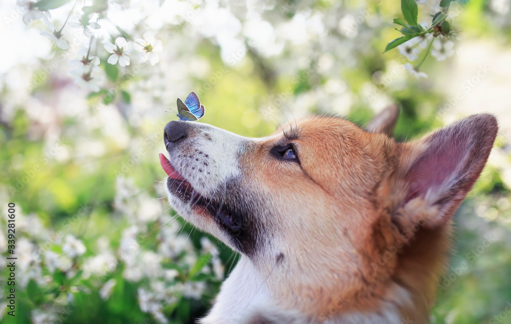 red dog Corgi puppy sits in a Sunny spring garden surrounded by ...