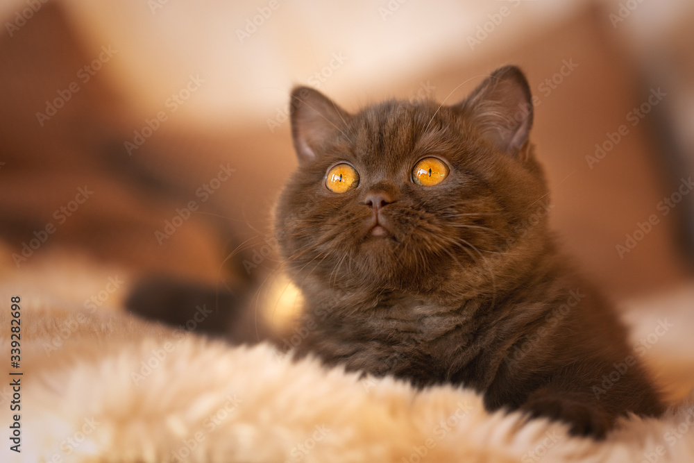 Britisch Kurzhaar Kitten in chocolate mit Bernstein Augen ganz ...